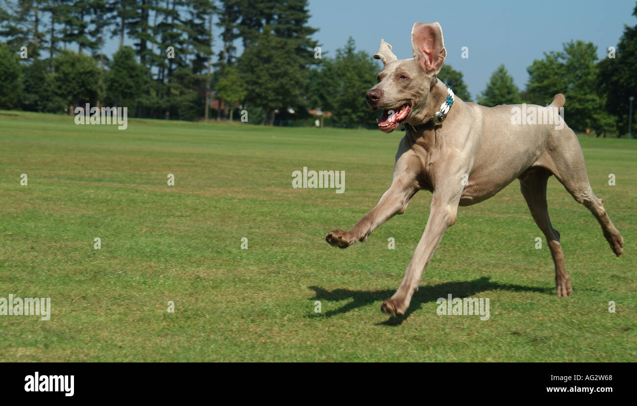 Weimaraner dog breed hi-res stock photography and images - Alamy