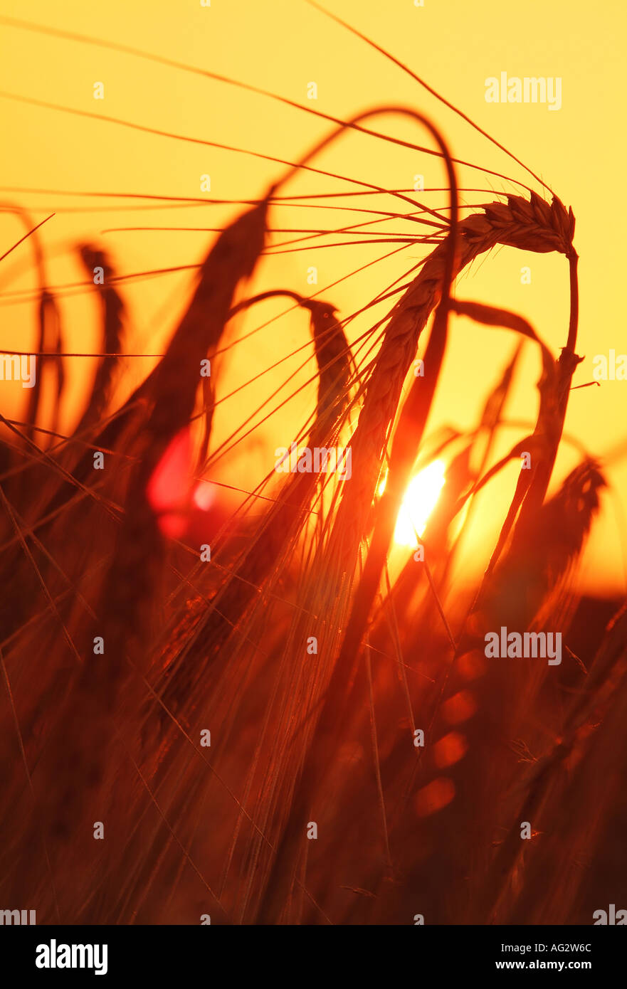 barley field at sunset, norfolk, england Stock Photo - Alamy