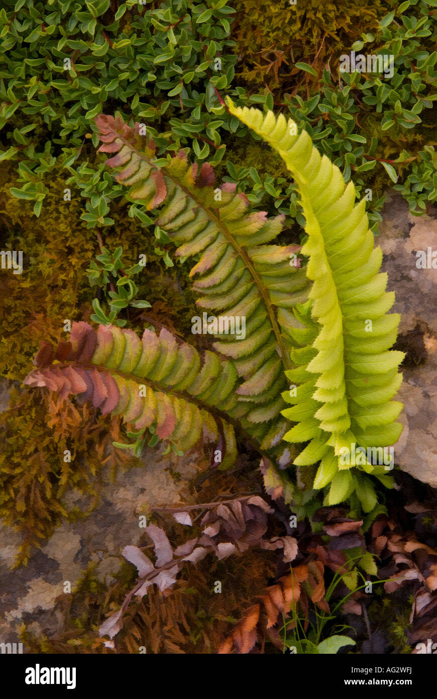swiss alpine ferns impression Stock Photo - Alamy