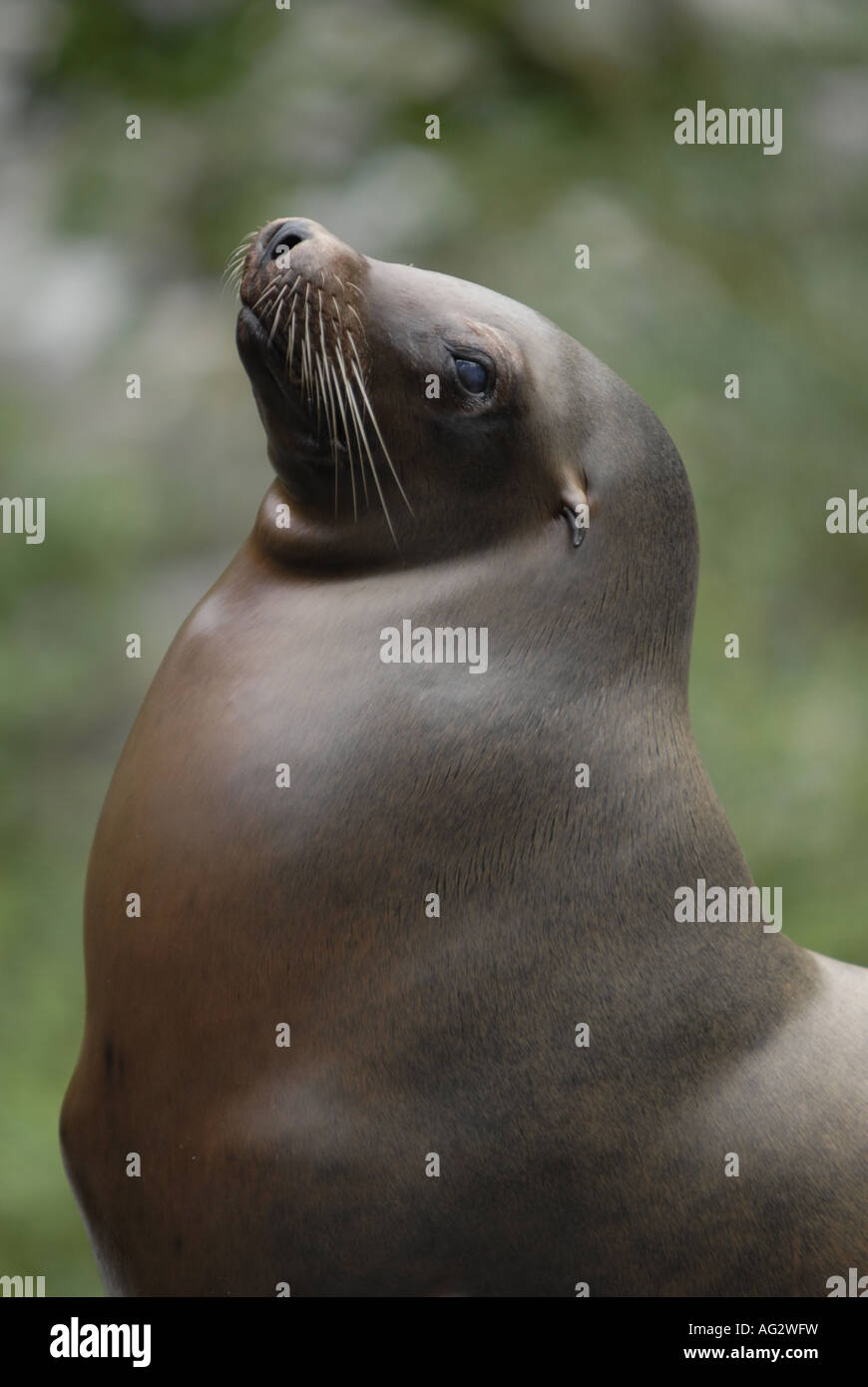 Seal posing after a dive Stock Photo - Alamy