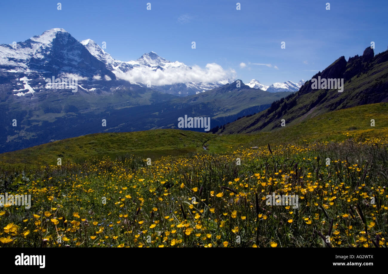 swiss meadow and eiger Stock Photo - Alamy
