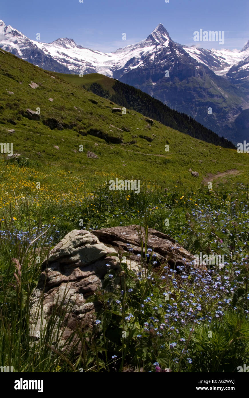 swiss meadow and schreckhorn Stock Photo - Alamy