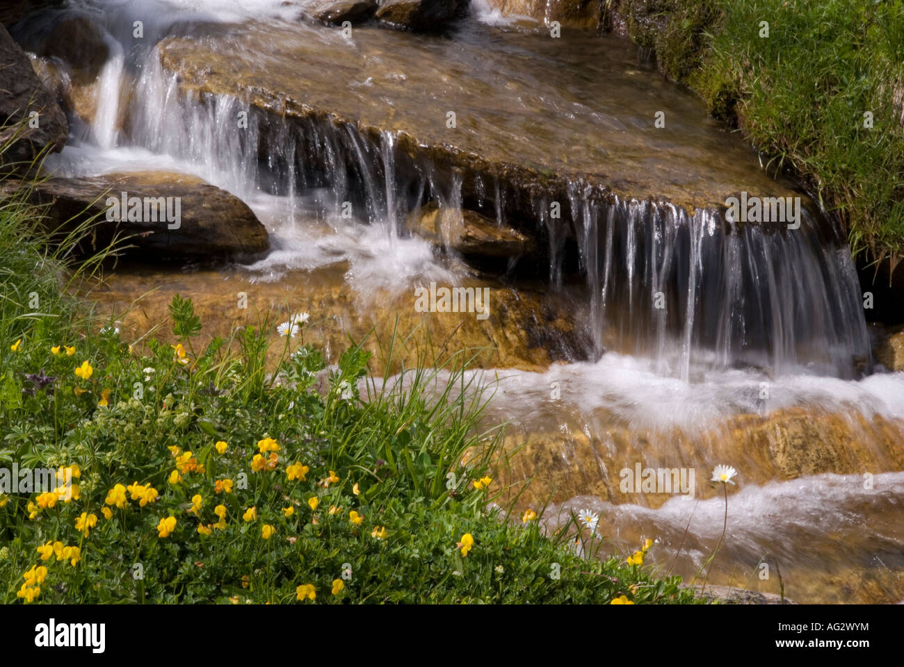 swiss stream and flowers Stock Photo - Alamy