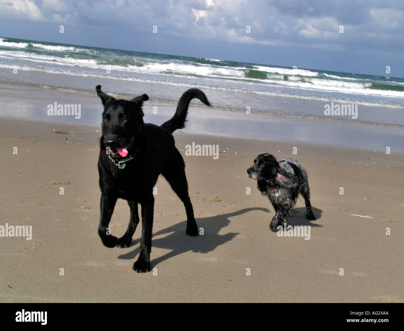 Big dog little dog hi-res stock photography and images - Alamy