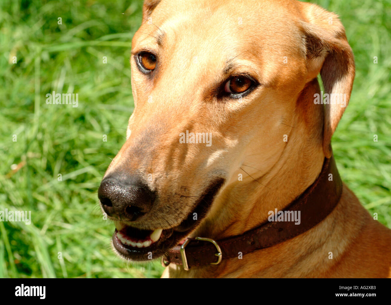 Sloughi dog hi-res stock photography and images - Alamy