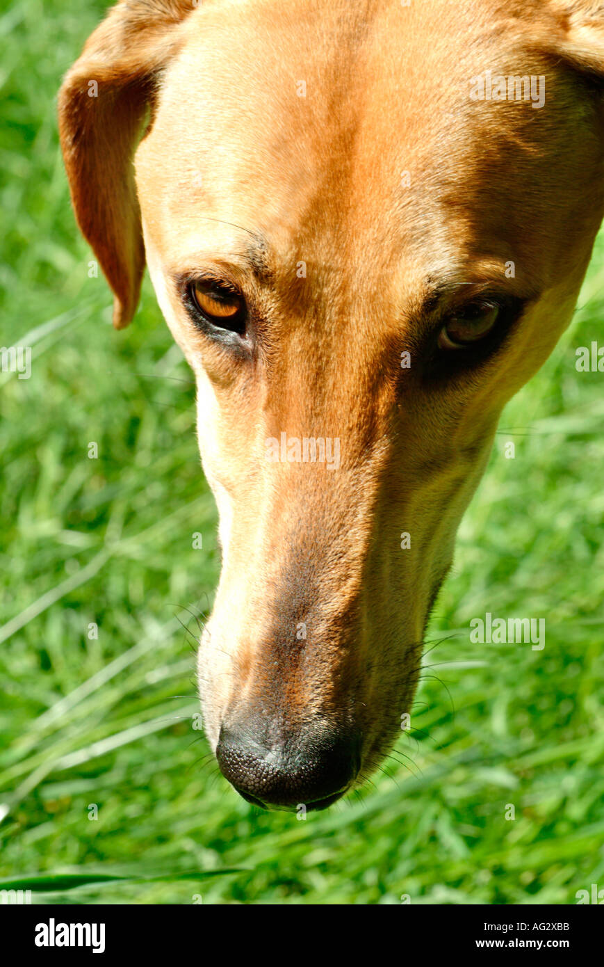 dog greyhound Sloughy Sloughi head view above Stock Photo - Alamy