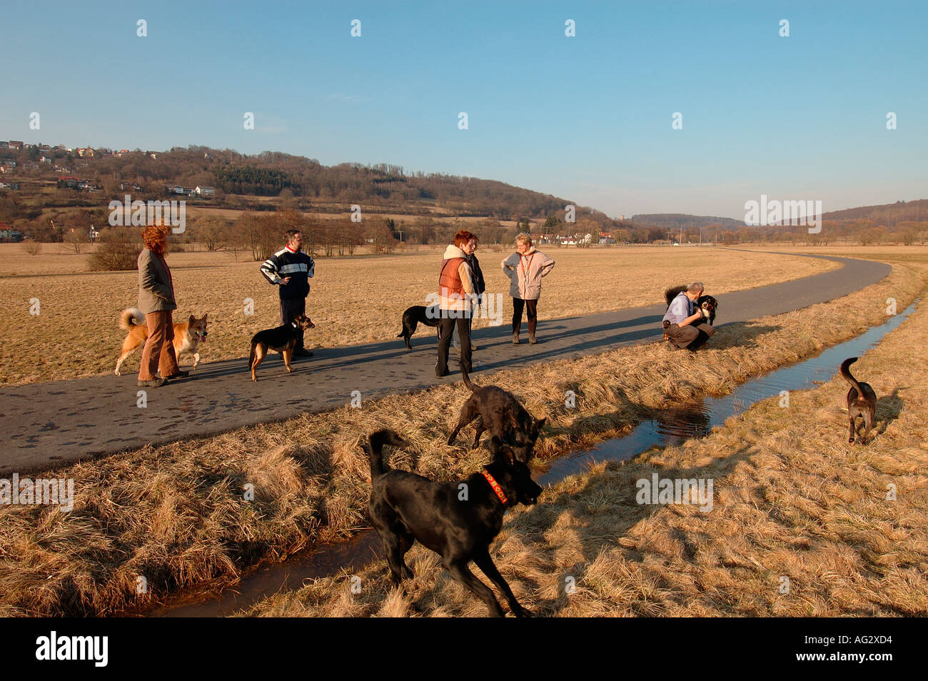 MR PR dogs and dog owners meeting by having a walk Stock Photo - Alamy