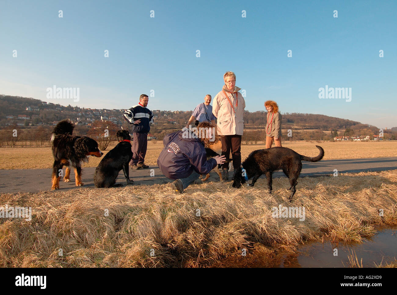 MR PR dogs and dog owners meeting by having a walk Stock Photo - Alamy