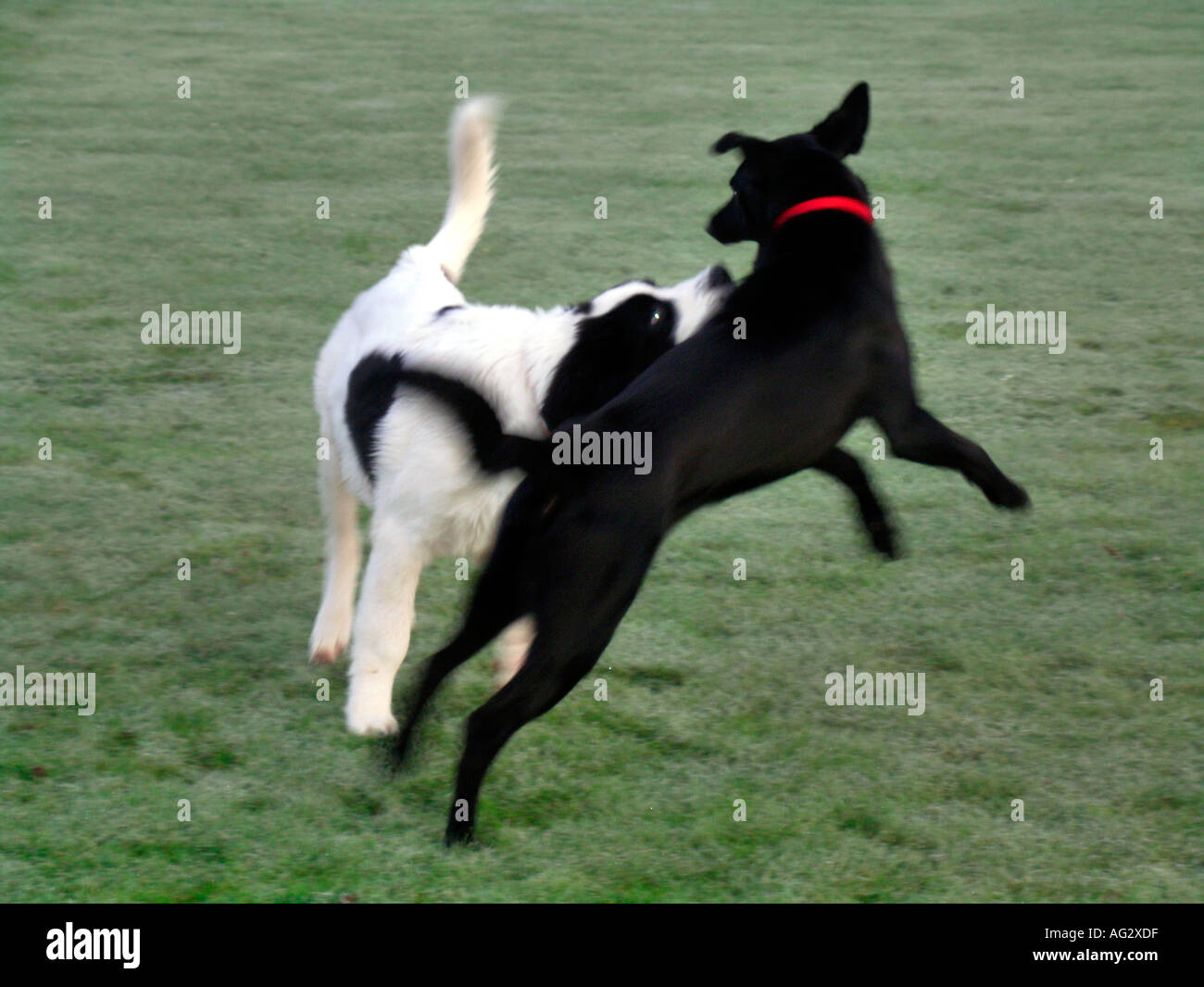 Breed landseer hi-res stock photography and images - Alamy