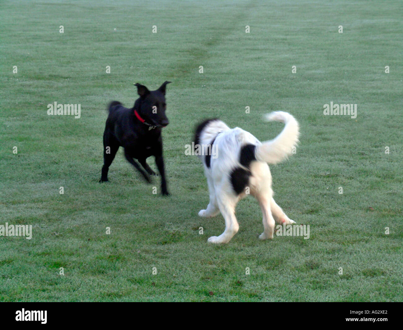 Swift half hi-res stock photography and images - Alamy