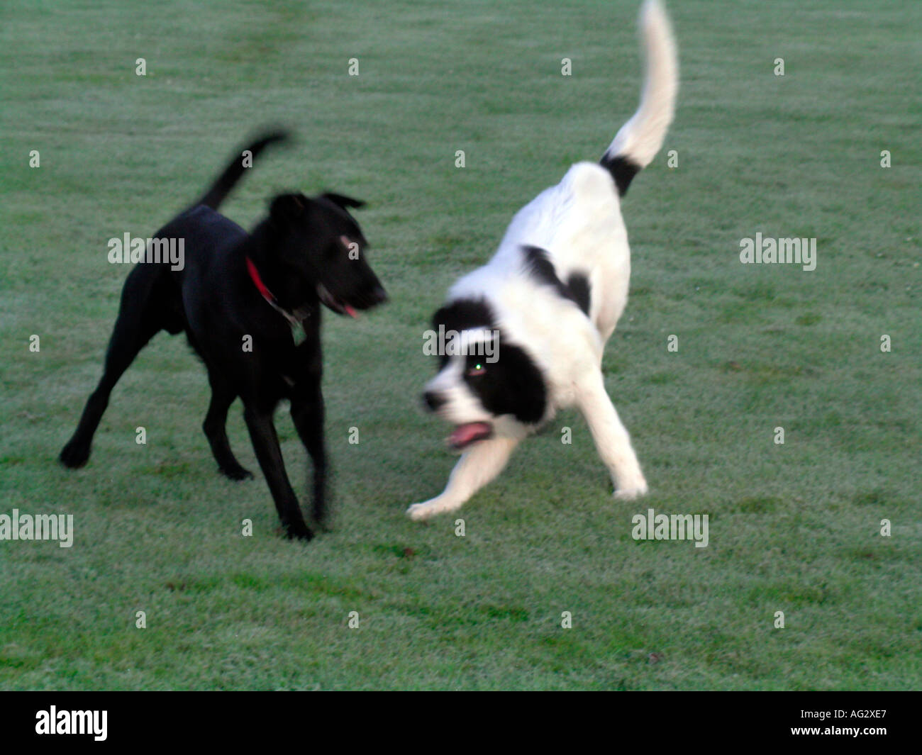 Swift breed hi-res stock photography and images - Alamy