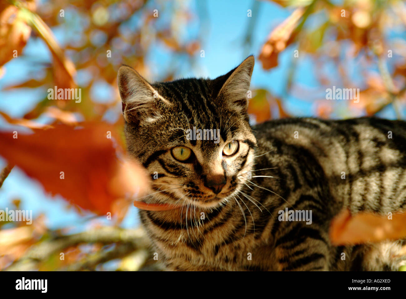 Leaf colour tree animal pet hi-res stock photography and images - Alamy