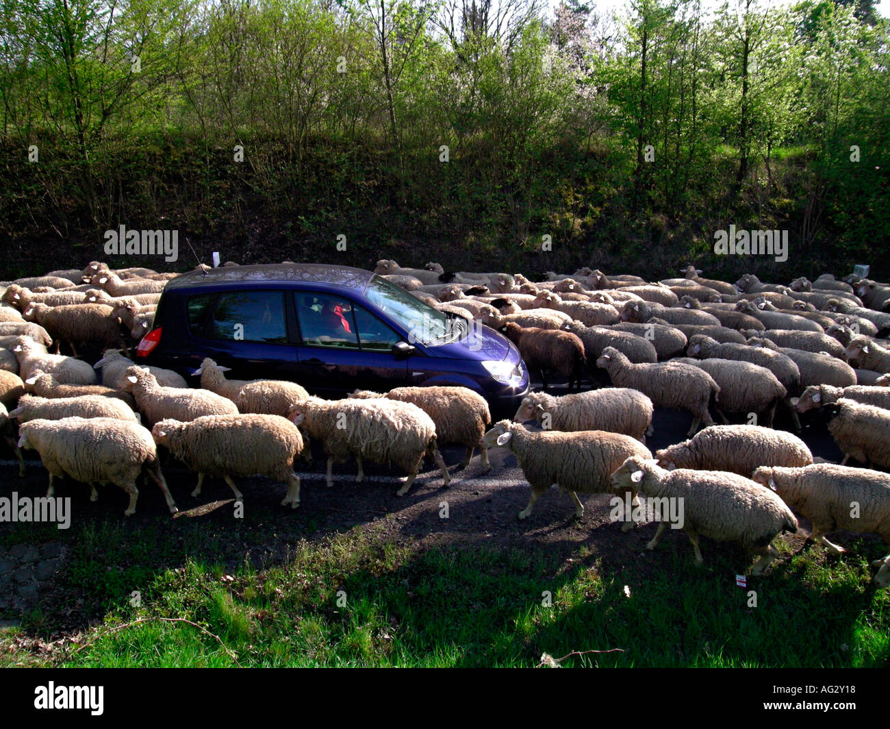 car in the middle of a flock of sheep on a contry road inhibiting the ...