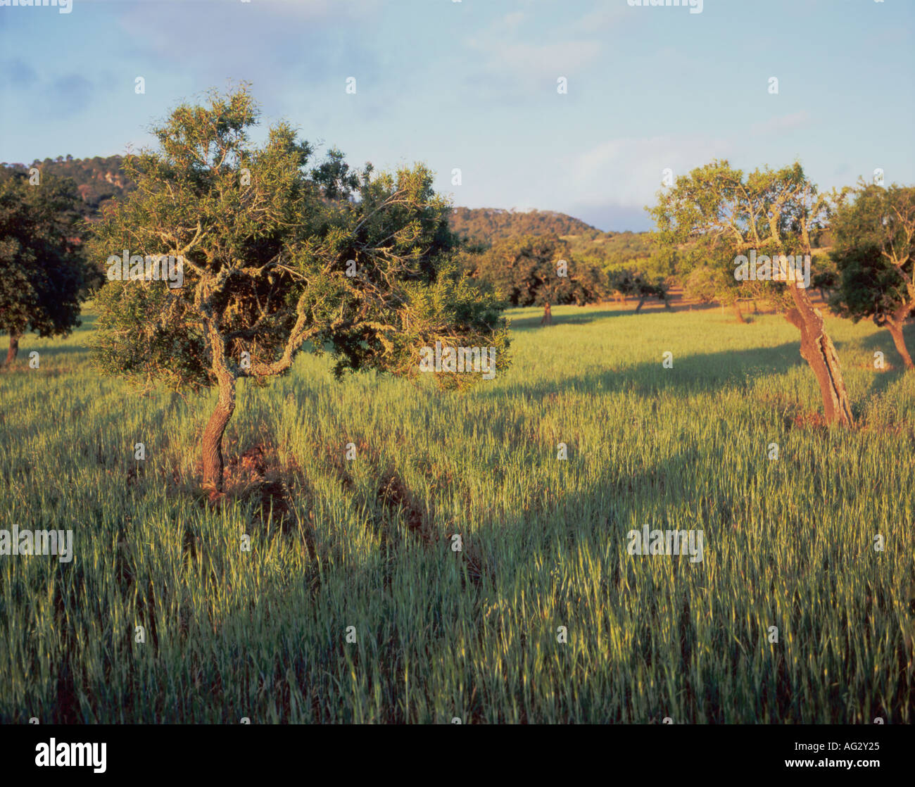 olive tree on Majorca Stock Photo - Alamy