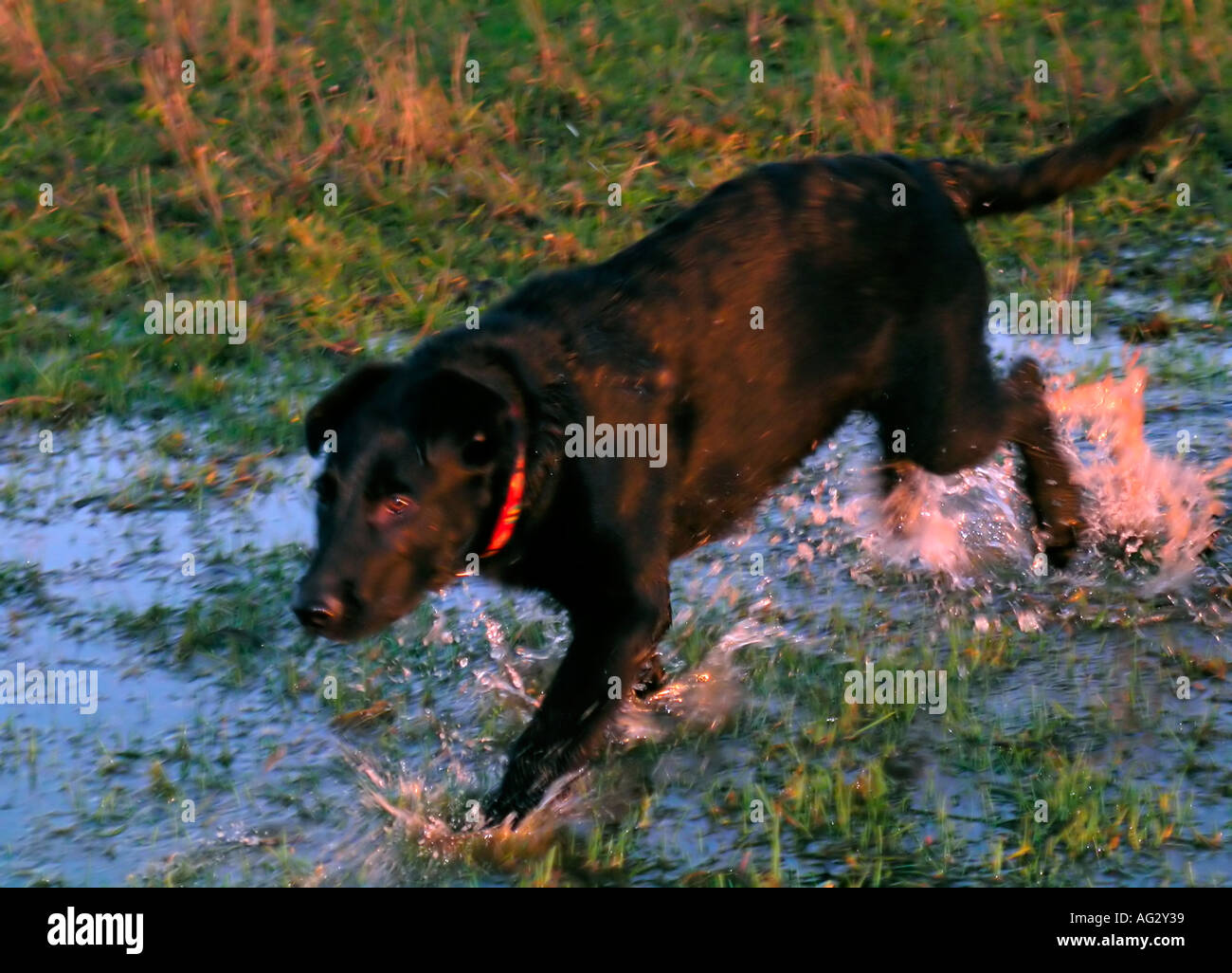 Half pr hi-res stock photography and images - Alamy