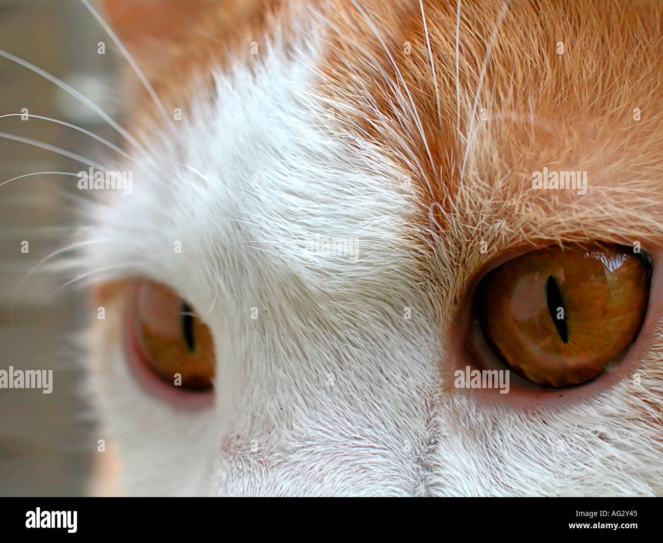 Golden amber eyes hi-res stock photography and images - Alamy