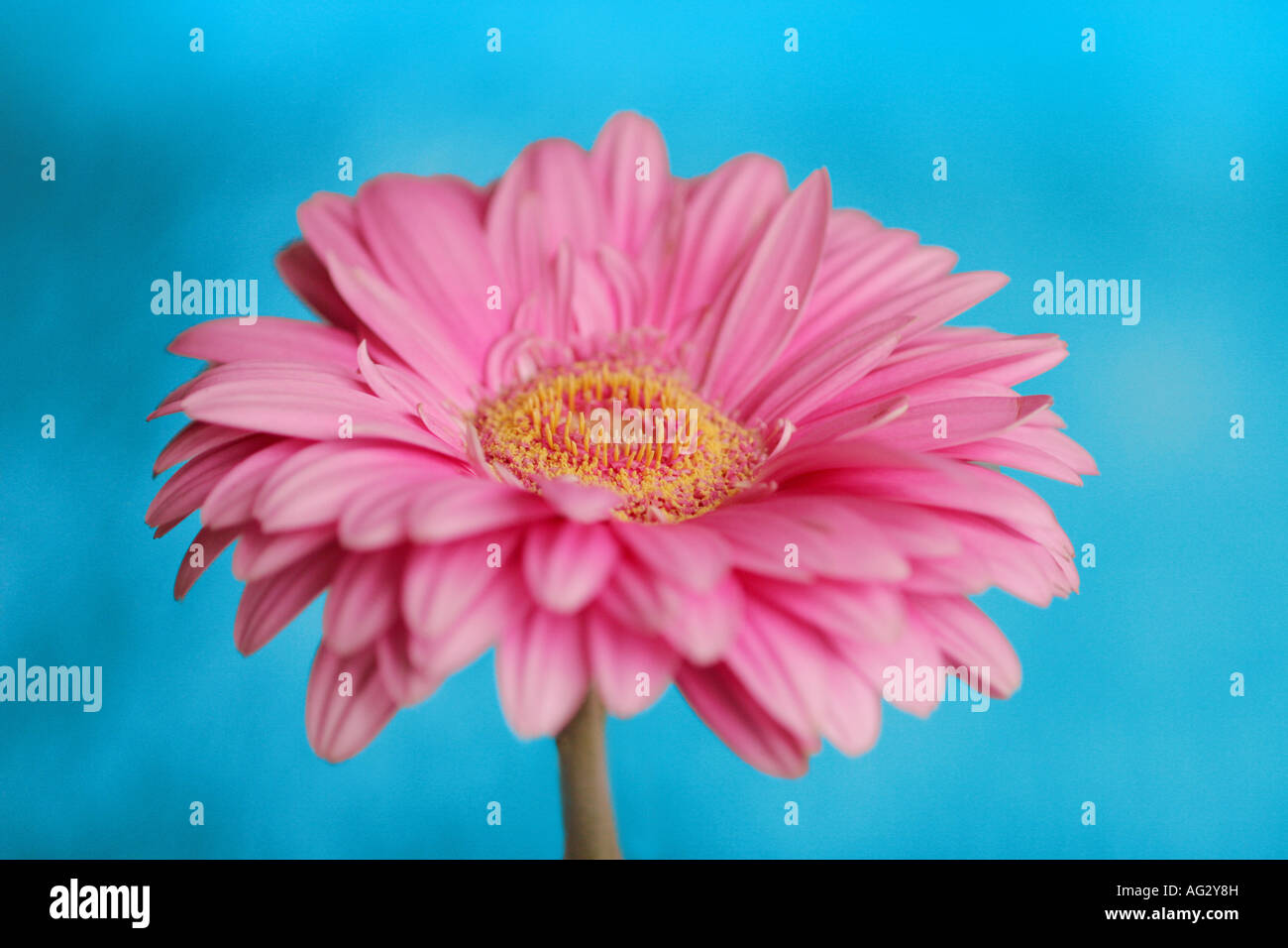 Close-up of a pink Gerber Daisy Stock Photo - Alamy