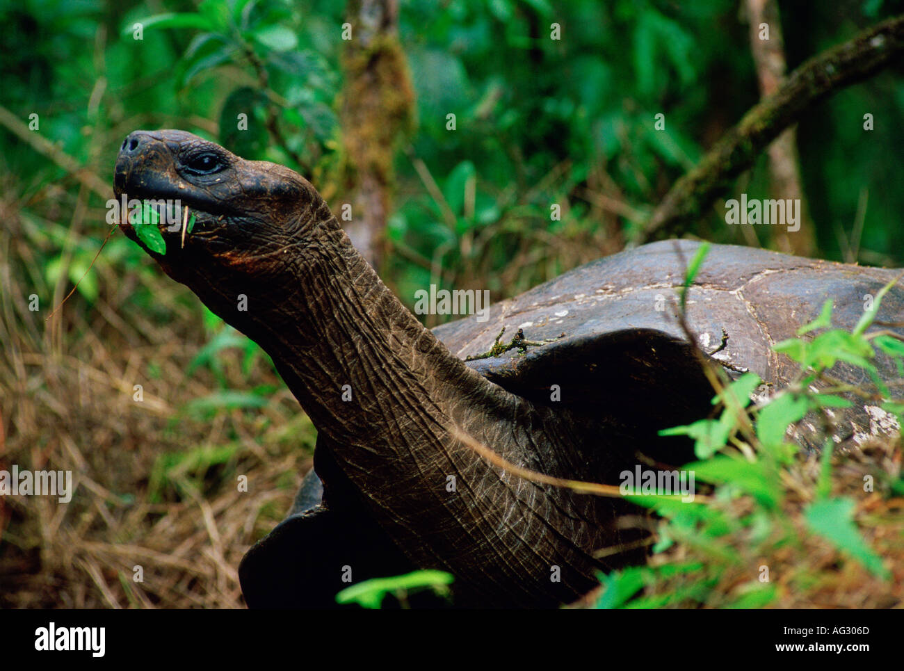 Giant tortoise feeding on leaves on the Galapagos Islands Stock Photo ...