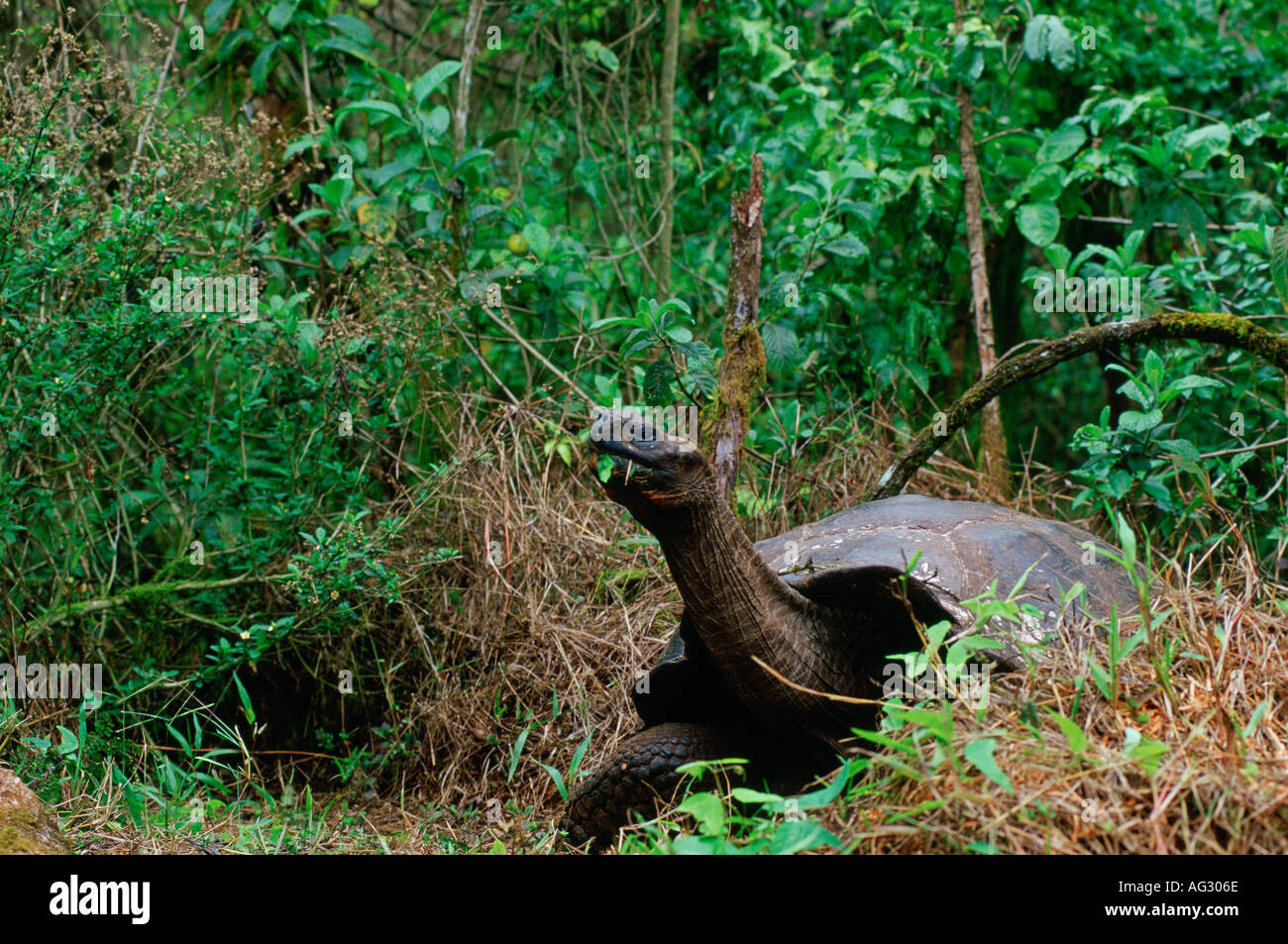 Tortoise eating leaves hi-res stock photography and images - Alamy