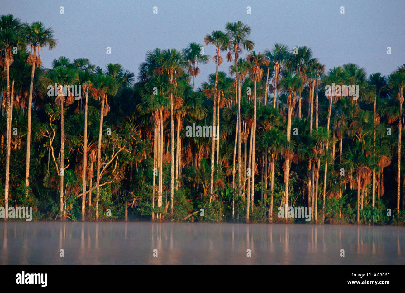 Peruvian rainforests hi-res stock photography and images - Alamy