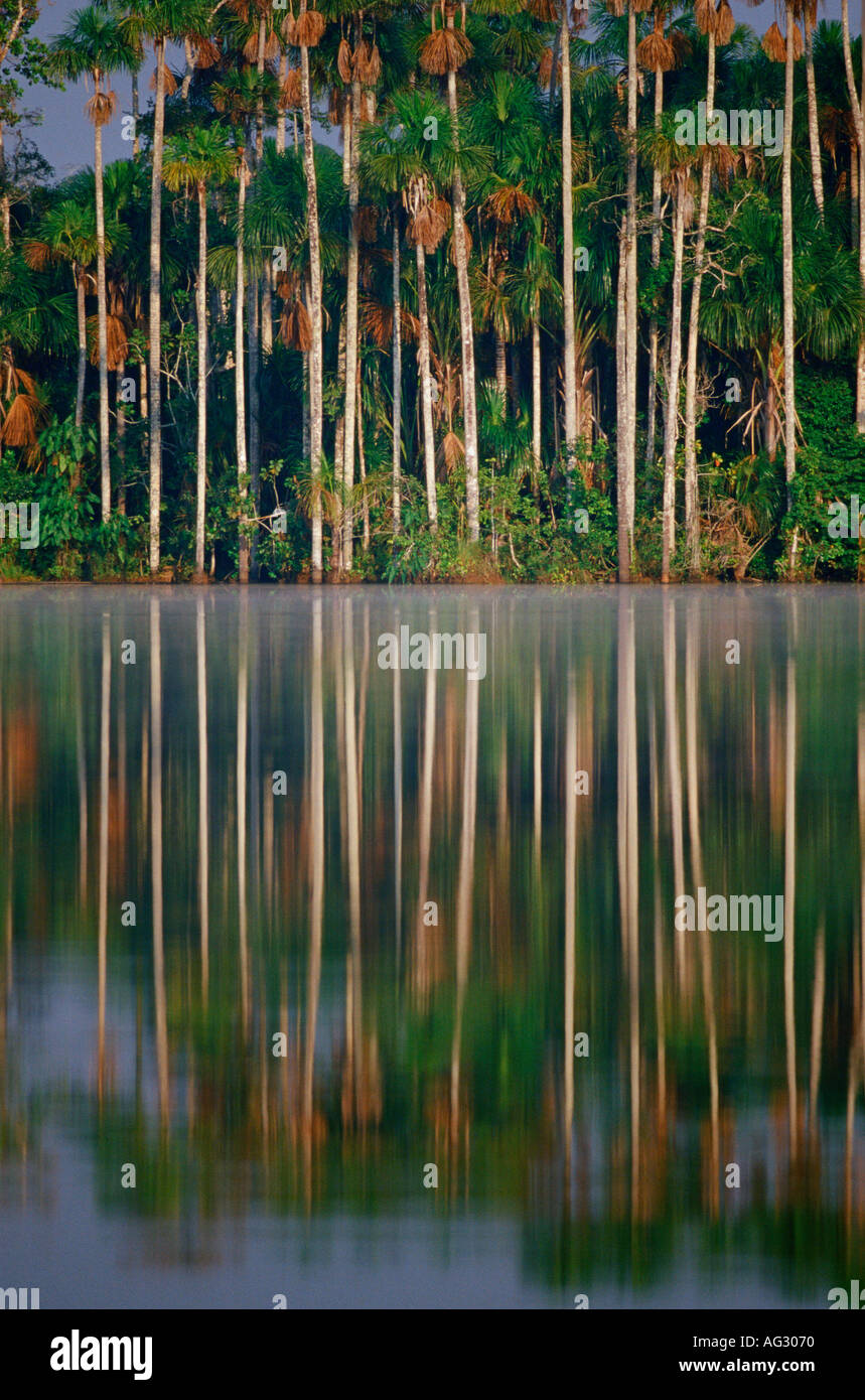 Peruvian rainforests hi-res stock photography and images - Alamy