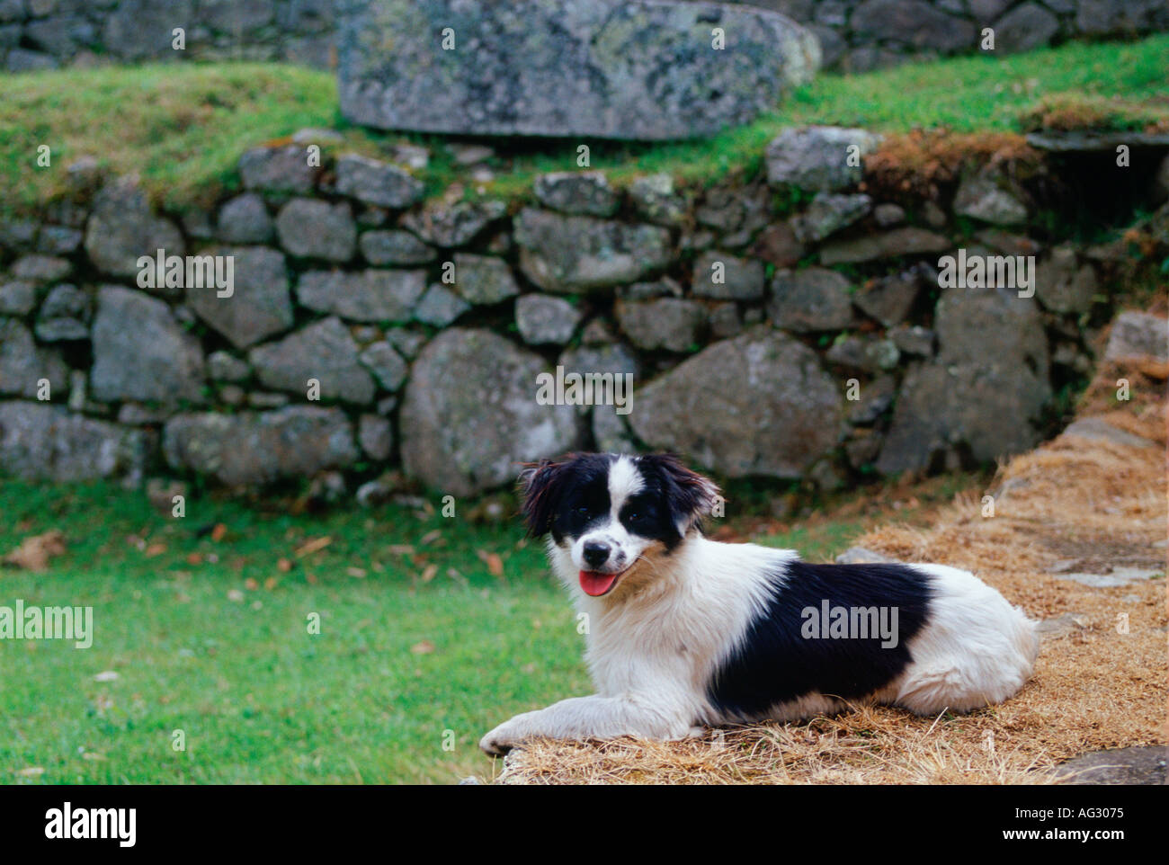 Dog at Machu Picchu Inca citadel in Peru South America Stock Photo - Alamy