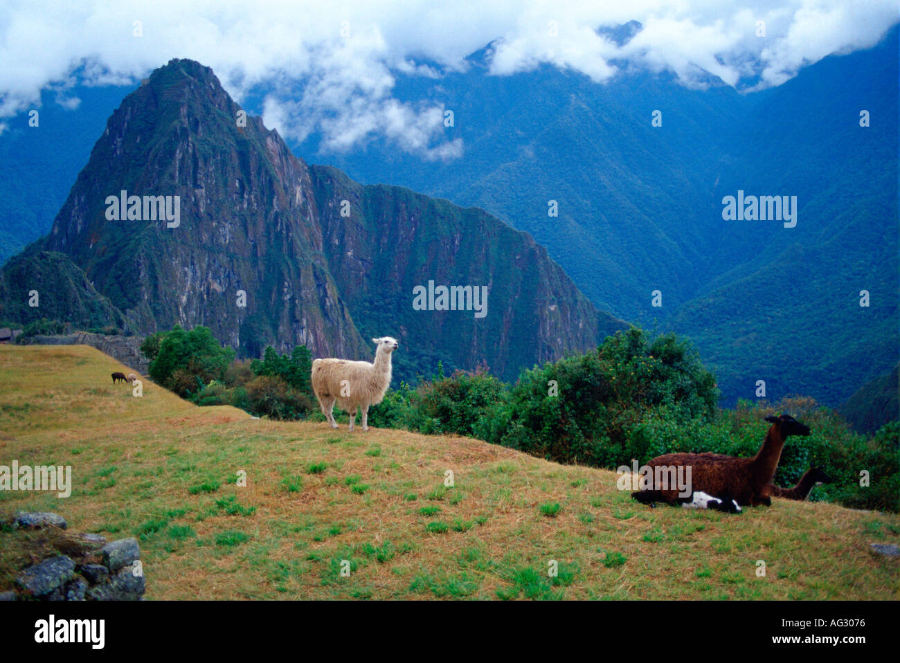 Llamas at Machu Picchu ruins of the Inca citadel discovered in 1911 in ...