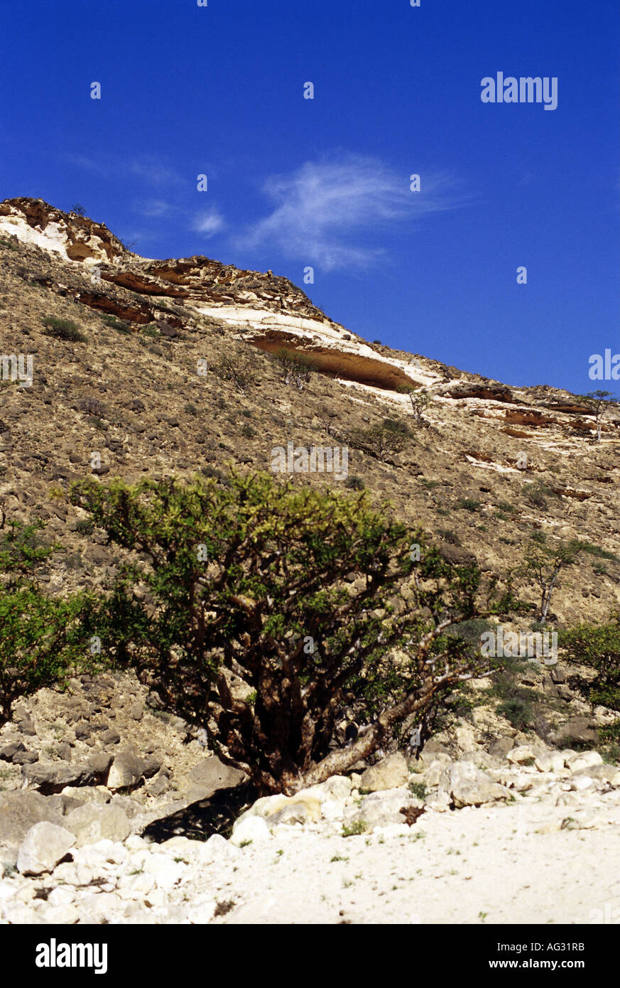 botany, Boswellia, Boswellia sacra, tree, desert landscape, Oman ...