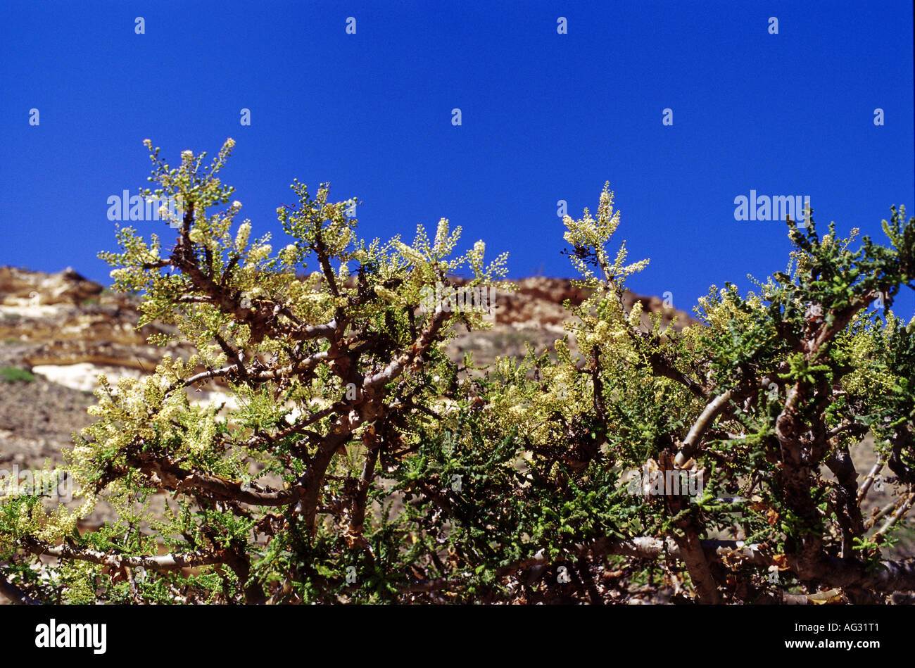 Boswellia sacra tree hi-res stock photography and images - Alamy
