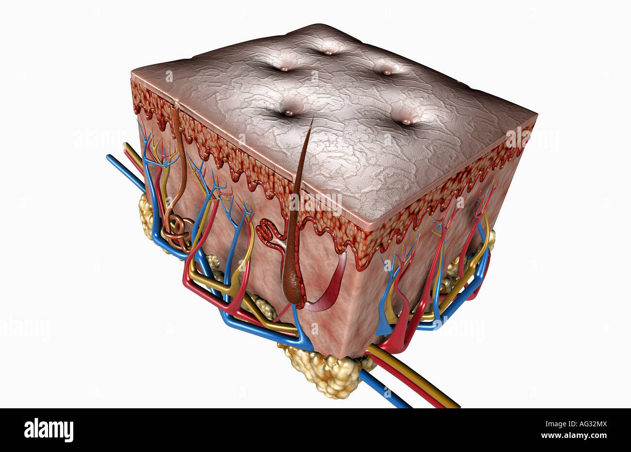 Layers of the skin Stock Photo - Alamy