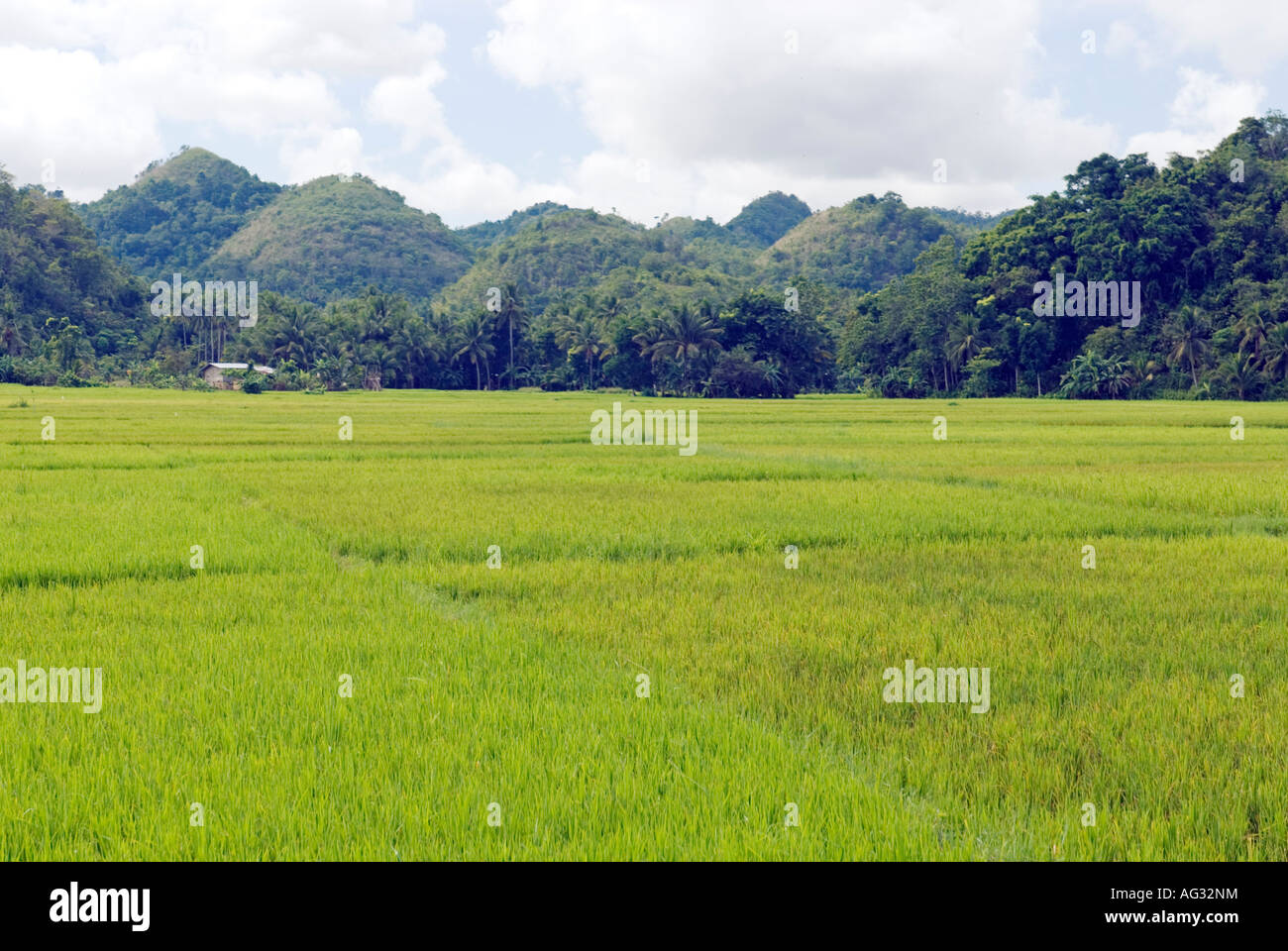 Philippines Bohol Chocolate Hills And Rice Field Visayas Stock Photo ...