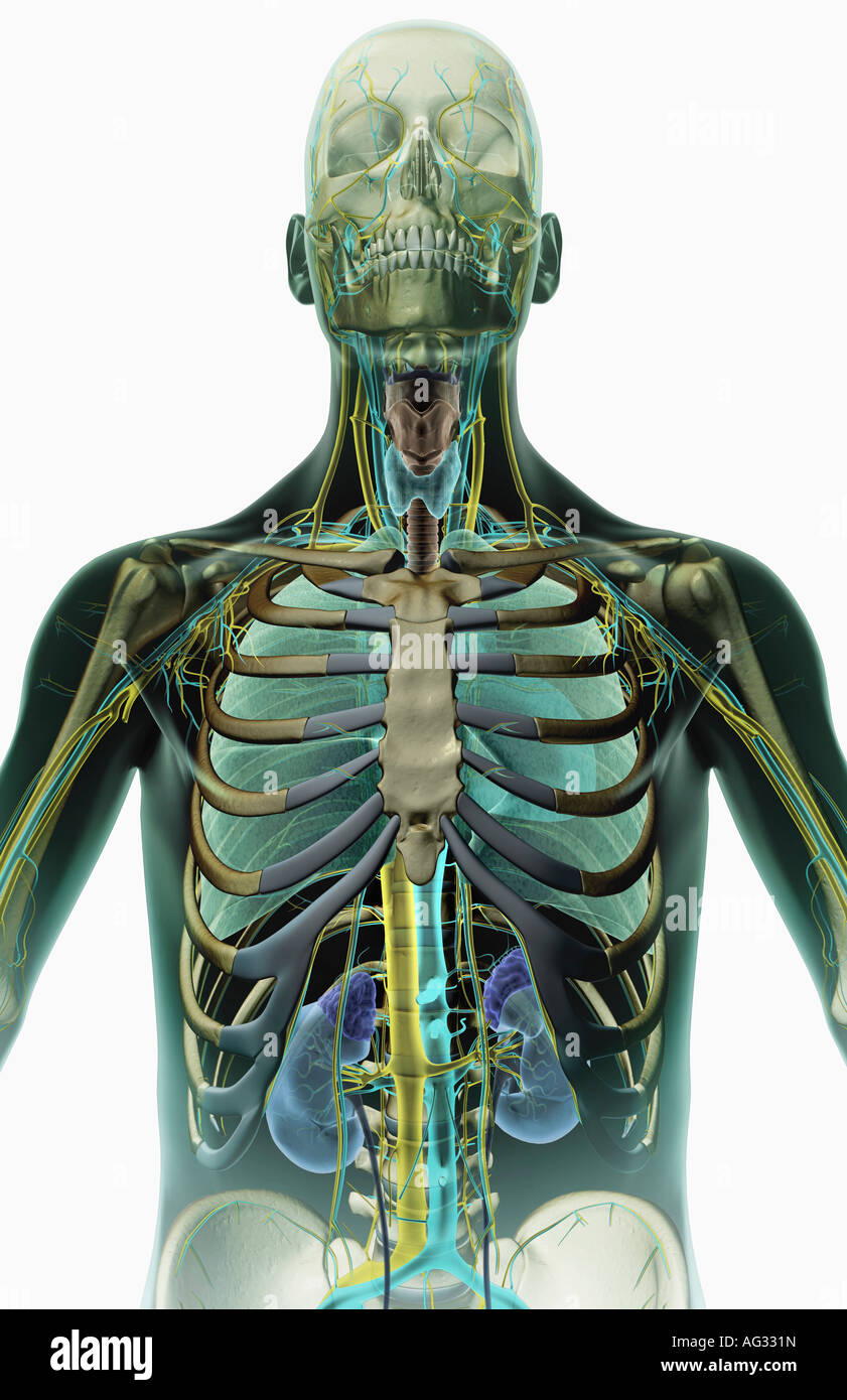The respiratory system Stock Photo - Alamy