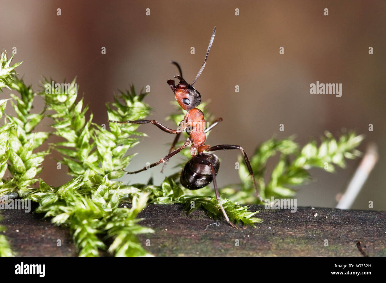 Ant trail formica hi-res stock photography and images - Alamy