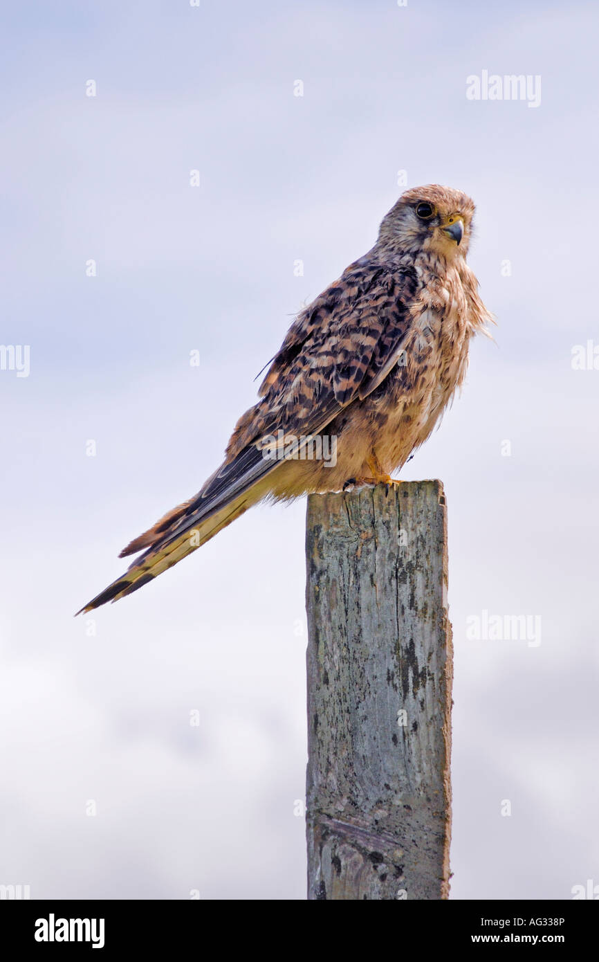 Solitary falcon watching from a fence post Stock Photo - Alamy