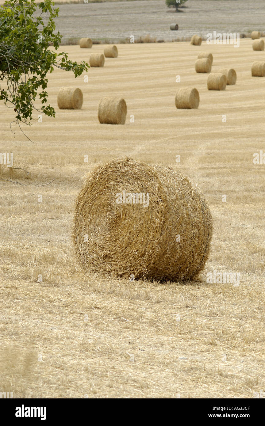 Summer crops Agriculture Mallorca Majorca Spain Europe Mediterranean ...