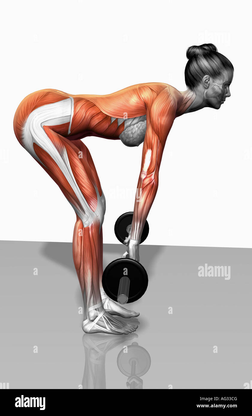 Bent Over Row Muscles Worked
