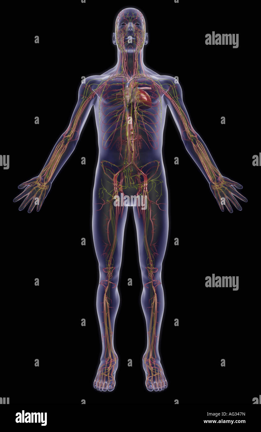 The vascular and lymphatic system Stock Photo - Alamy