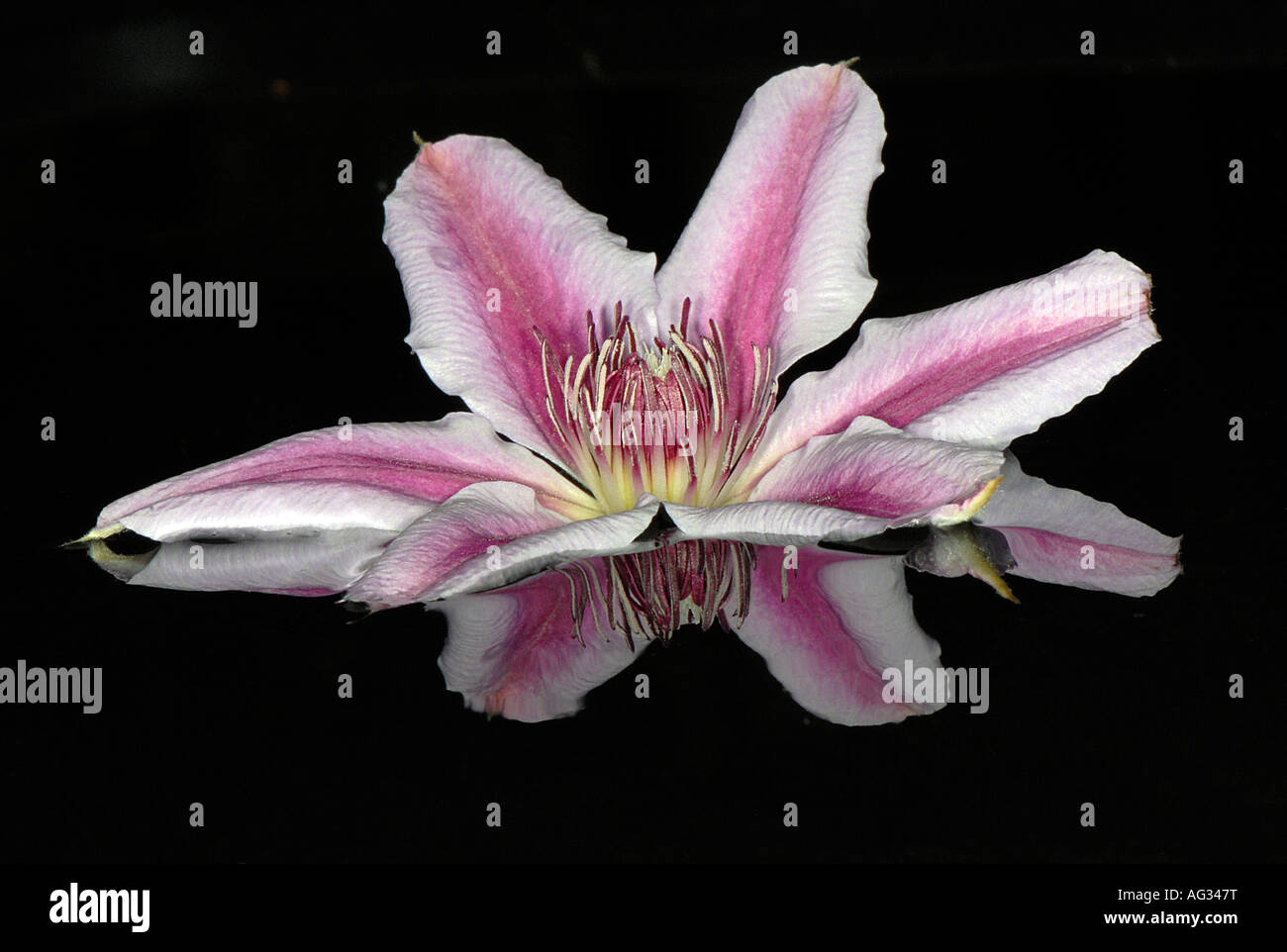 Reflection of the delicate petals from Clematis 'Nelly Moser' floating ...