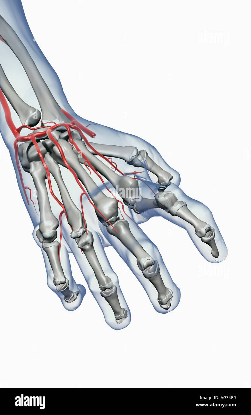 Arthritic bones hi-res stock photography and images - Alamy