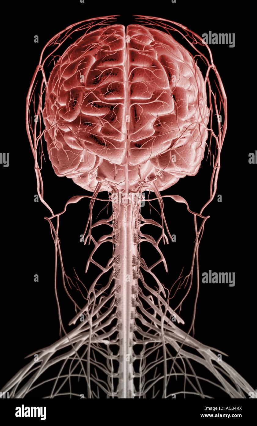 The brain and nerves of the head and neck Stock Photo - Alamy