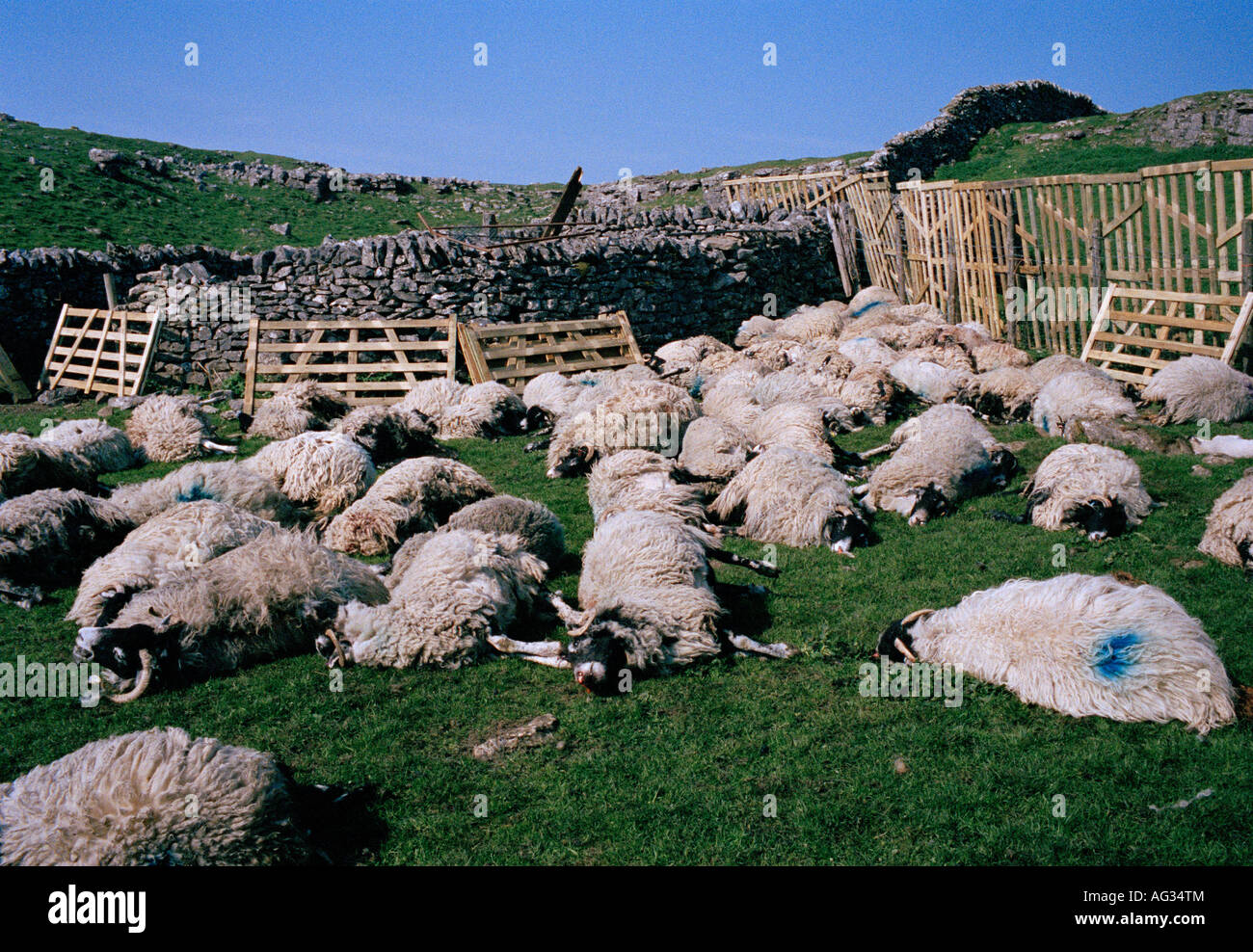 Foot and Mouth Disease. Sheep are culled in Yorkshire during the 2001 ...