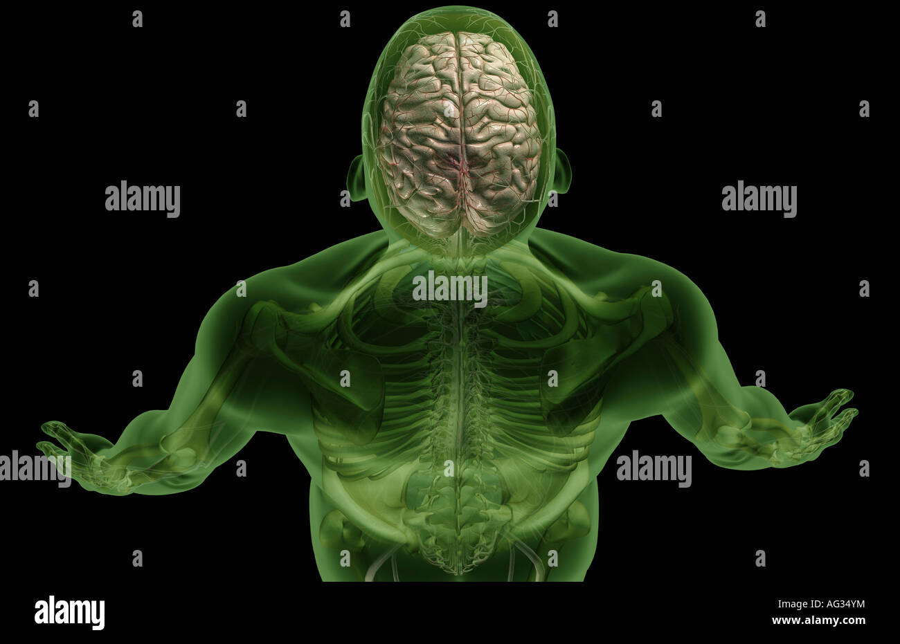 Brain cervical spinal nerves hi-res stock photography and images - Alamy