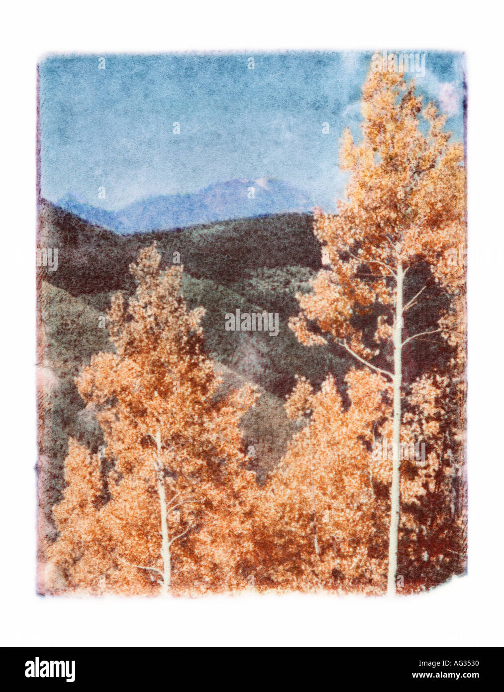 Polaroid transfer image of Colorado USA aspen trees Stock Photo - Alamy