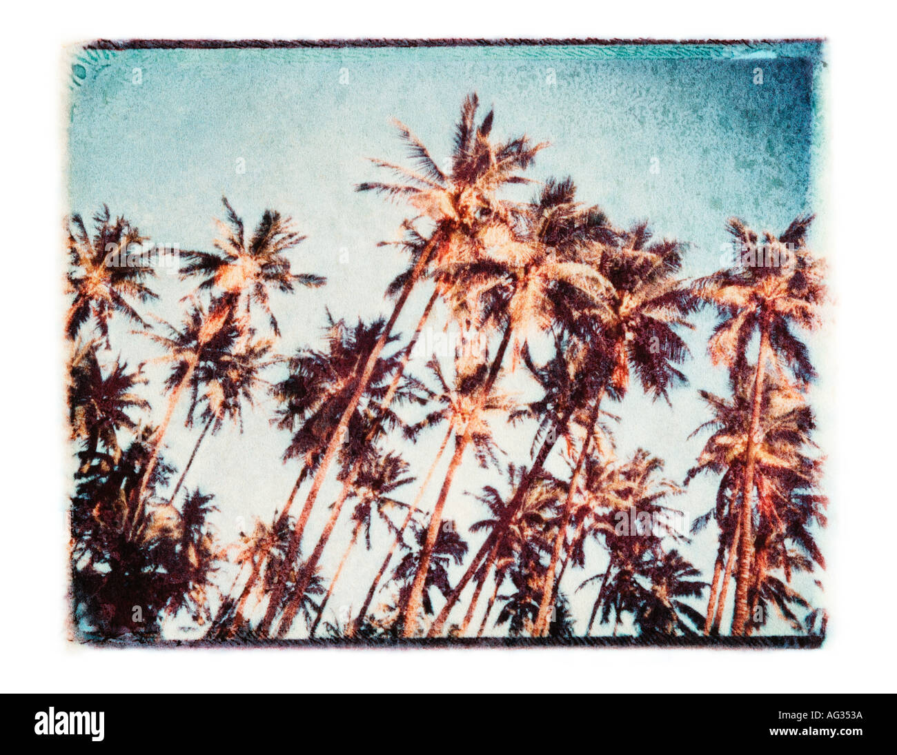 Polaroid transfer image of palm trees in Hawaii USA Stock Photo - Alamy