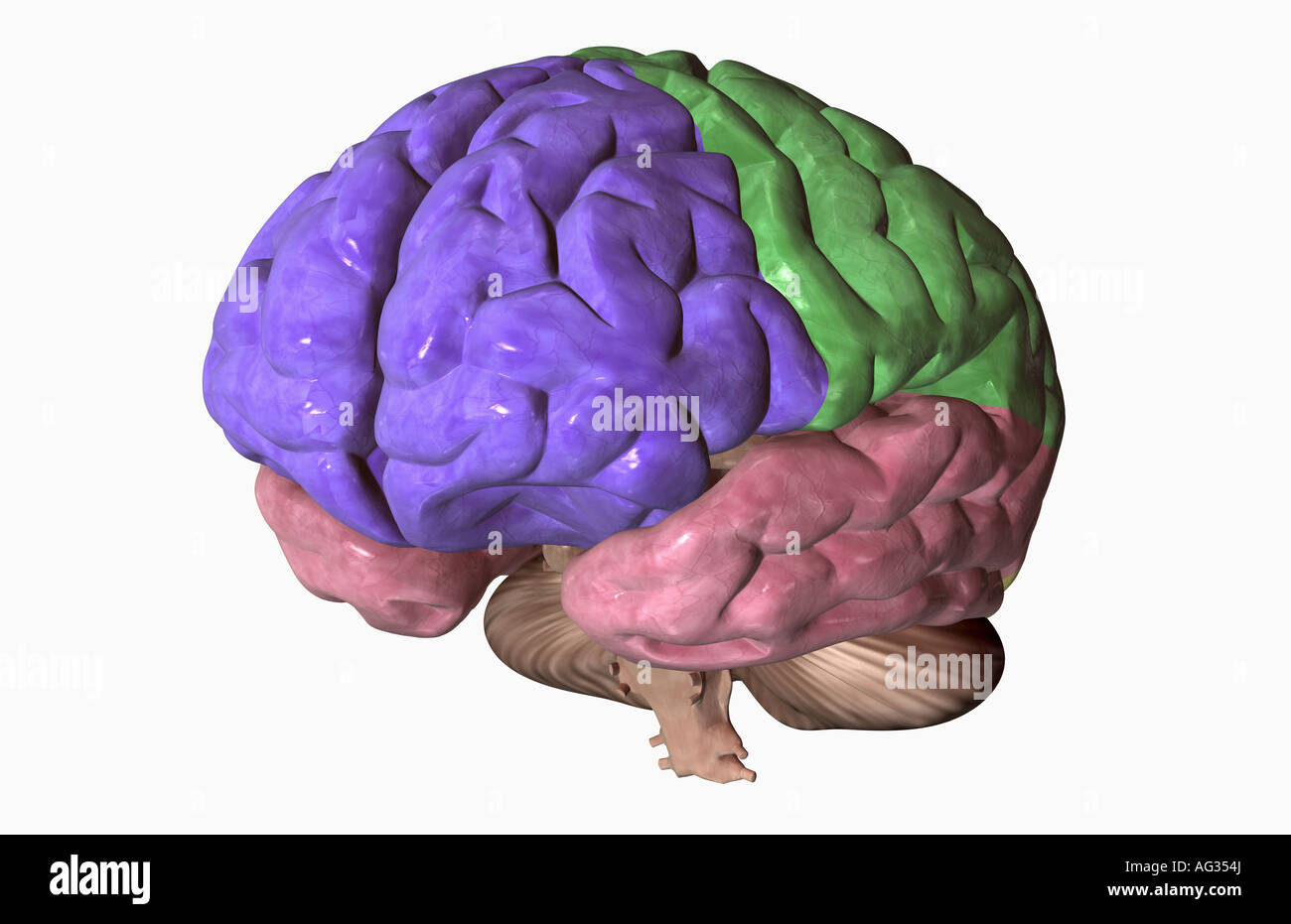 The lobes of the brain Stock Photo - Alamy