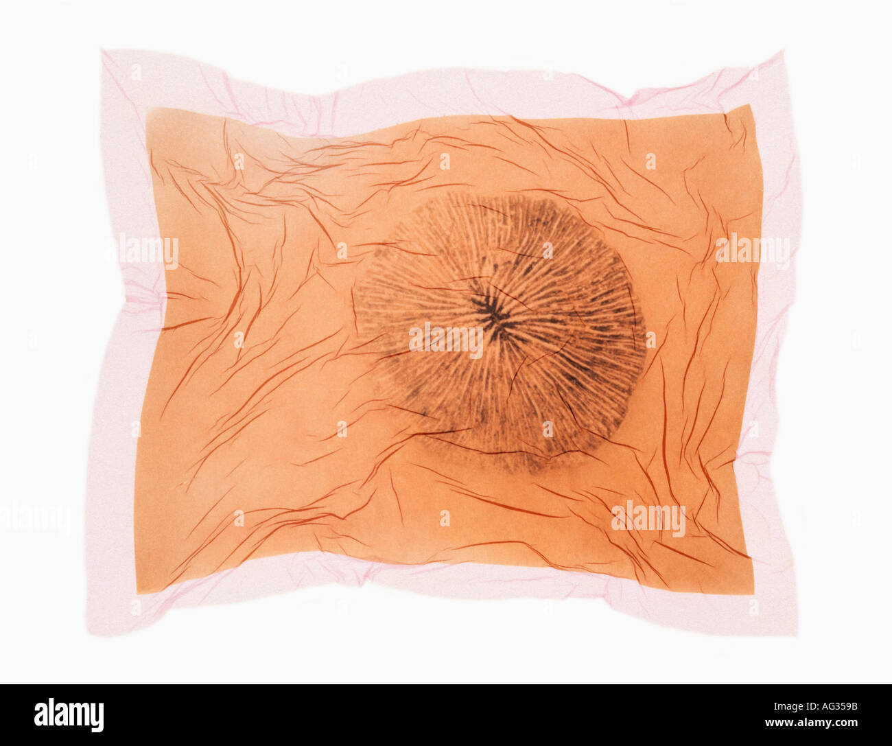 Emulsion transfer image of sea urchin Stock Photo - Alamy