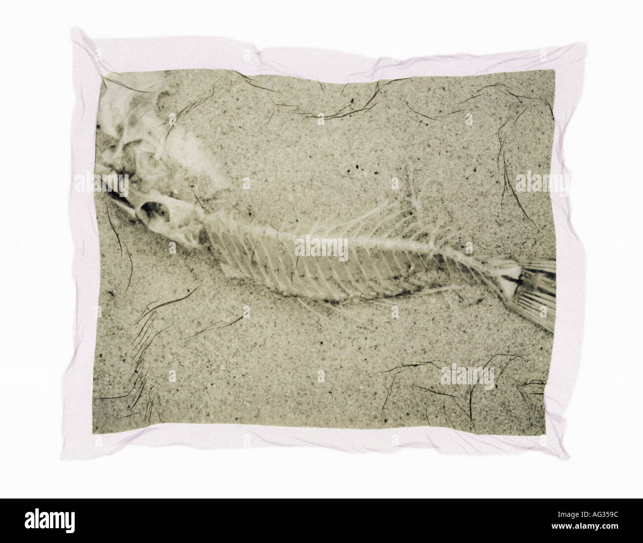 Emulsion transfer image of fish skeleton Stock Photo - Alamy