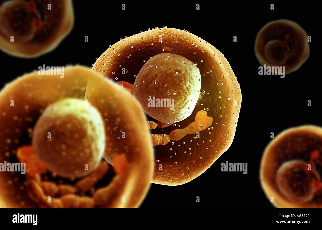 Mast cells illustration hi-res stock photography and images - Alamy