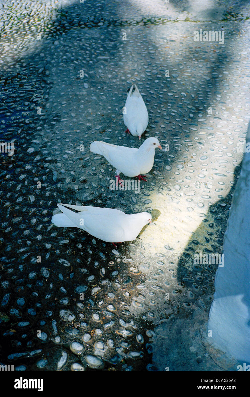 Three white doves Stock Photo - Alamy