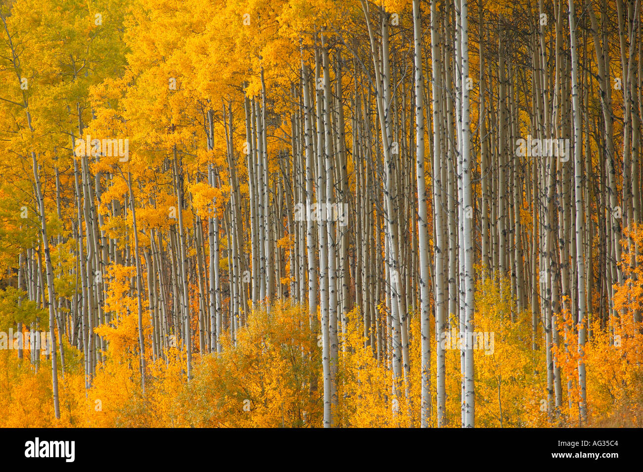Autumn trees Poplars near Grand Cache along the Bighorn Highway Alberta ...